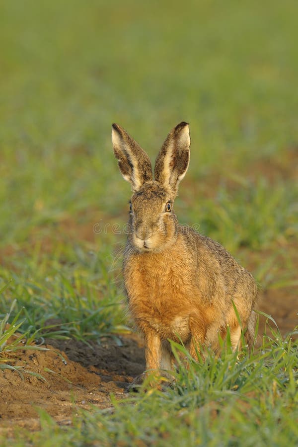 Stunning Large Wild Brown European Hare in the Ploughed Fields of ...
