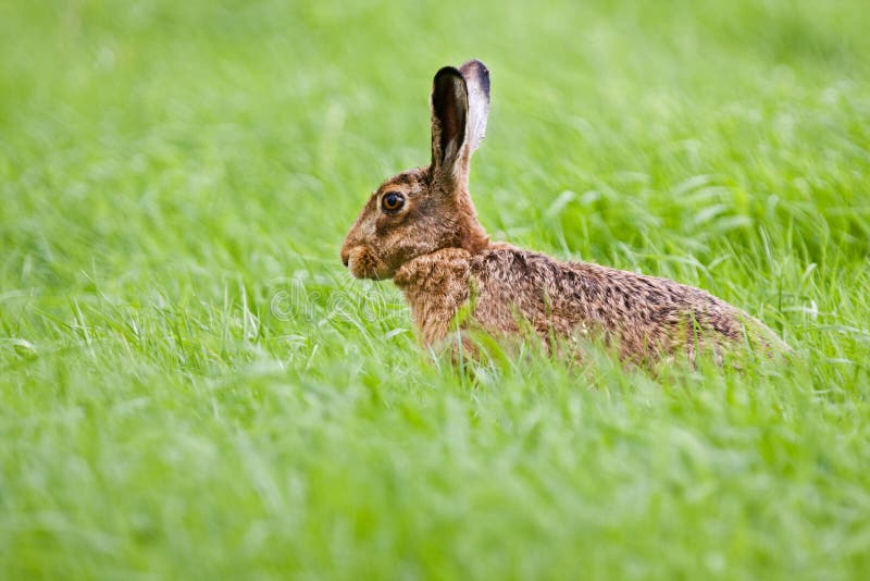 Fast Running Brown Hare stock image. Image of leporidae - 70670497