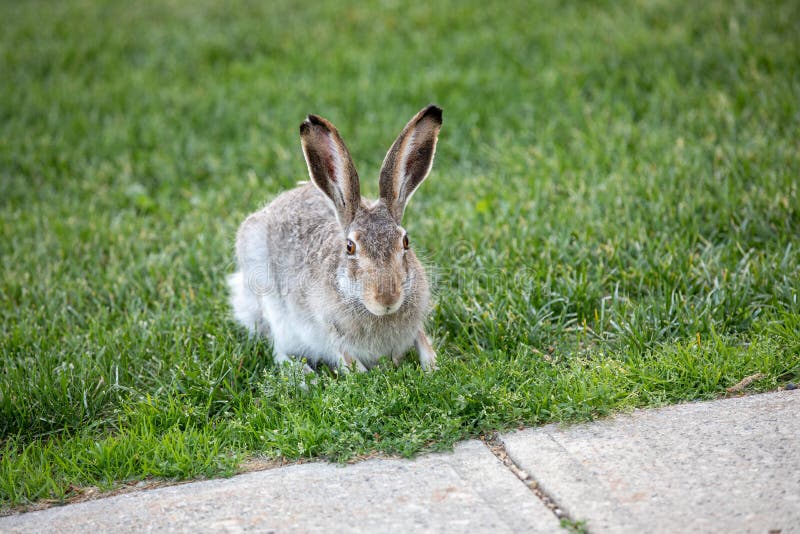 Gray Hare stock photo. Image of fast, danger, american - 166901738