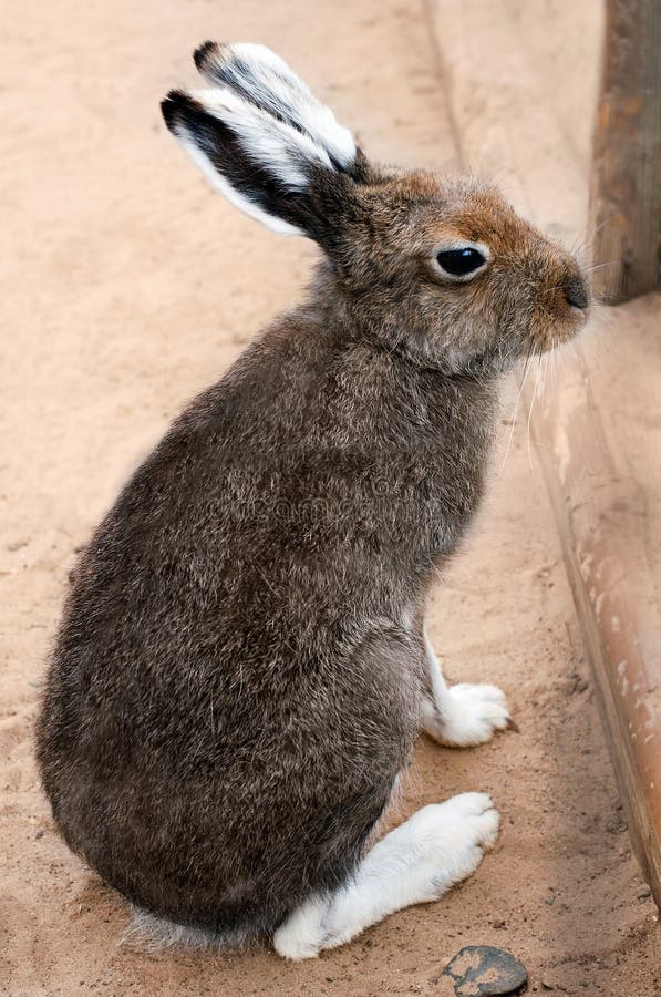 Brown Hare stock photo. Image of captivity, little, portrait - 77802210