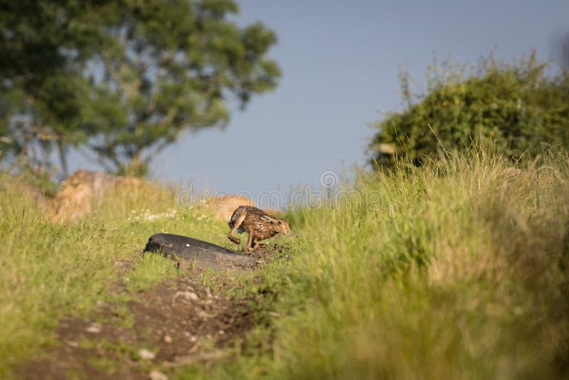 Brown Hare on Path, in Full Leap, Wet from Bathing in Puddle (Lepus ...