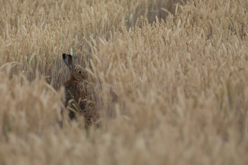 112,681 Hare Stock Photos - Free & Royalty-Free Stock Photos from ...