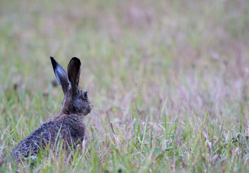 Brown hare stock photo. Image of brown, rodents, hare - 69334004