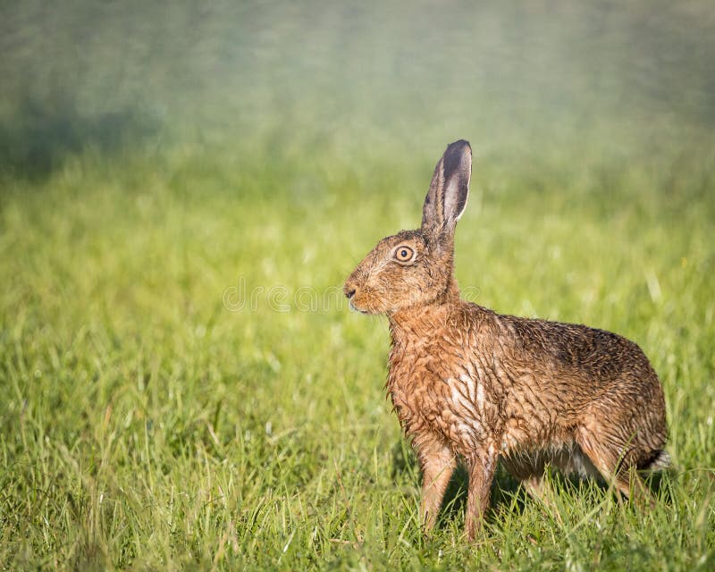 Brown Hare on Path, Shadow Boxing,wet from Bathing in Puddle (Lepus ...