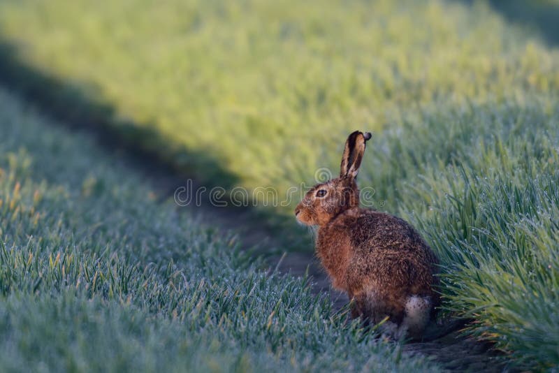Brown hare stock photo. Image of coat, rodent, wild, animal - 92400288