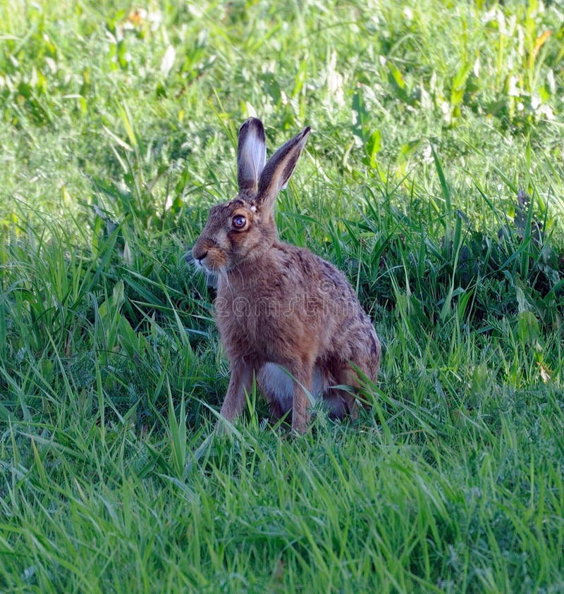 Brown hare in grass stock photo. Image of reserve, camera - 90706578