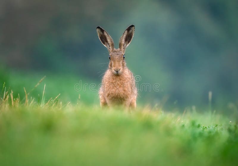 Brown Hare in the Grass stock image. Image of ears, nature - 226743203