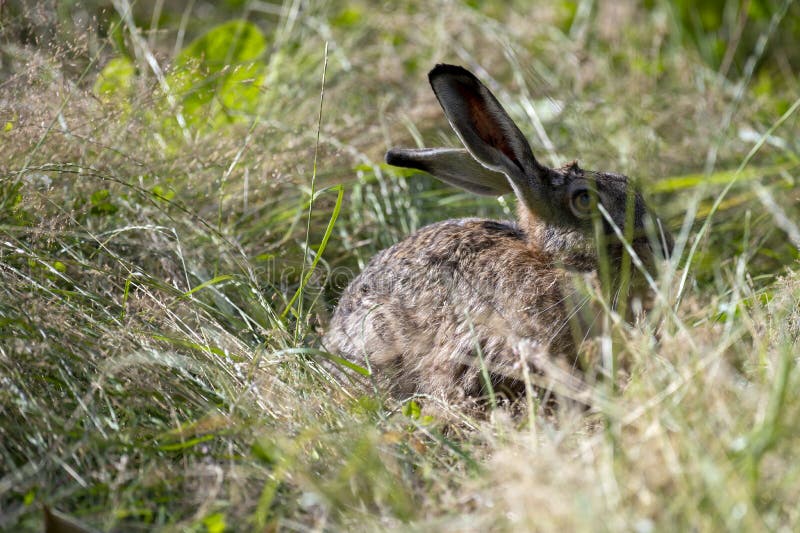 837 Hare Hiding Stock Photos - Free & Royalty-Free Stock Photos from ...