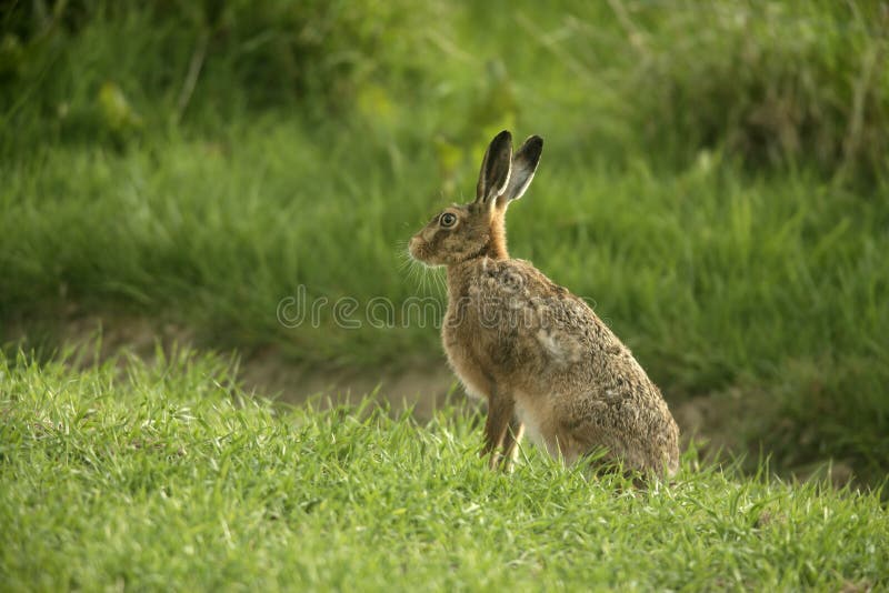 Brown Hare stock image. Image of sitting, nature, lepus - 42308885