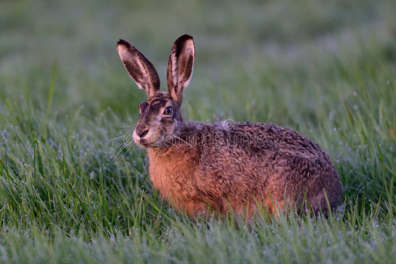 Brown hare in the meadow stock photo. Image of curious - 92400312