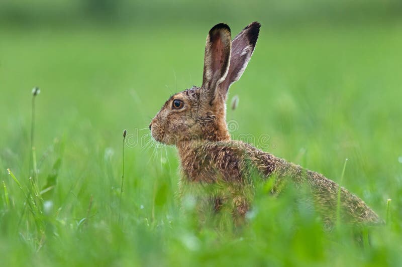 Brown hare portrait stock photo. Image of rabbit, rodent - 32493726