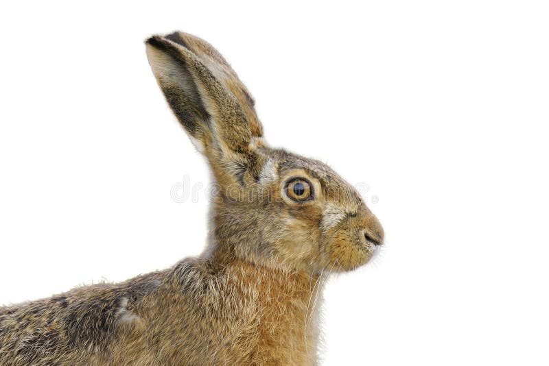 Brown hare portrait stock photo. Image of rabbit, rodent - 32493726