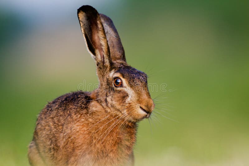 Jackrabbit stock photo. Image of hairy, jackrabbit, europaeus - 18776726