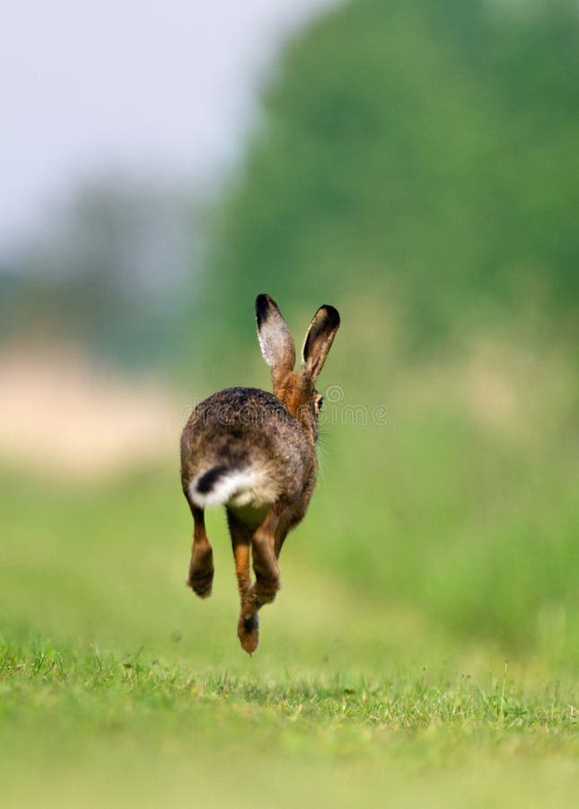 1,446 Running Hare Stock Photos - Free & Royalty-Free Stock Photos from ...