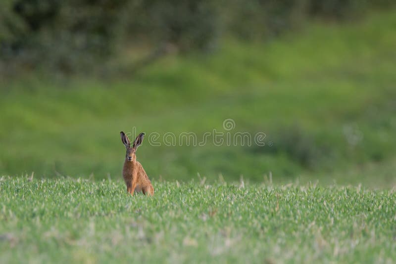 Brown Hare Sitting in a. Field Stock Image - Image of camera, ears ...