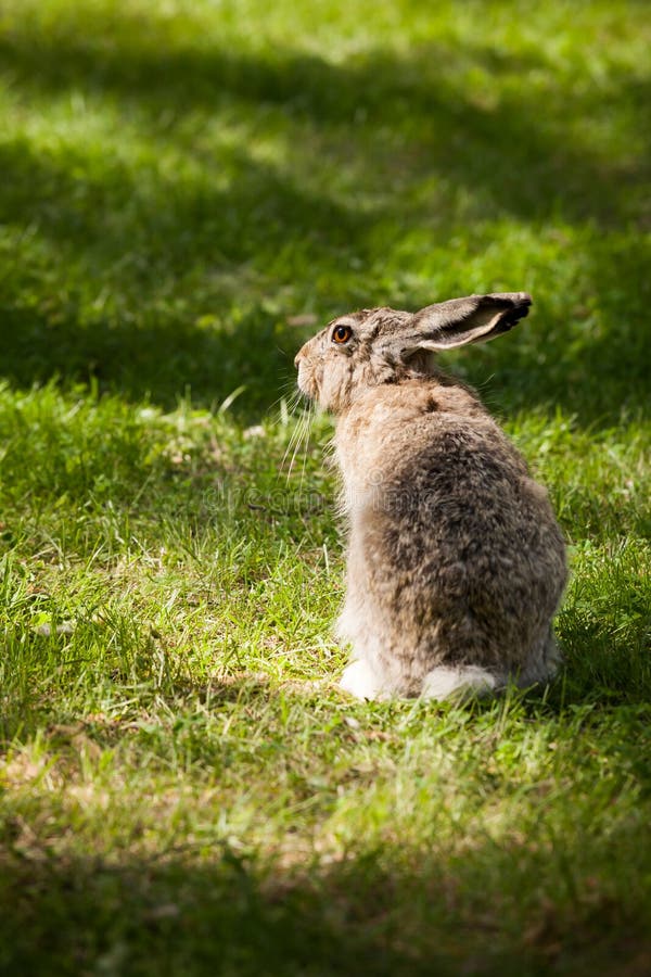 Brown Hare Sitting in Grass Stock Image - Image of natural, mammal ...