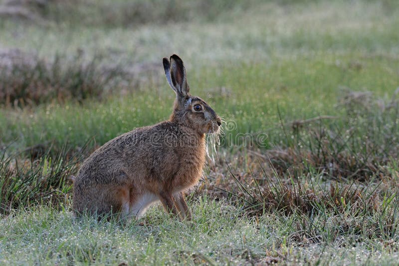 Brown Hare Sitting in the Meadow, Spring Stock Photo - Image of rodent ...