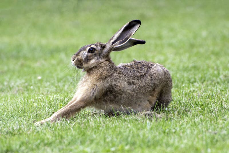Rabbit Stretching Stock Photos - Free & Royalty-Free Stock Photos from ...