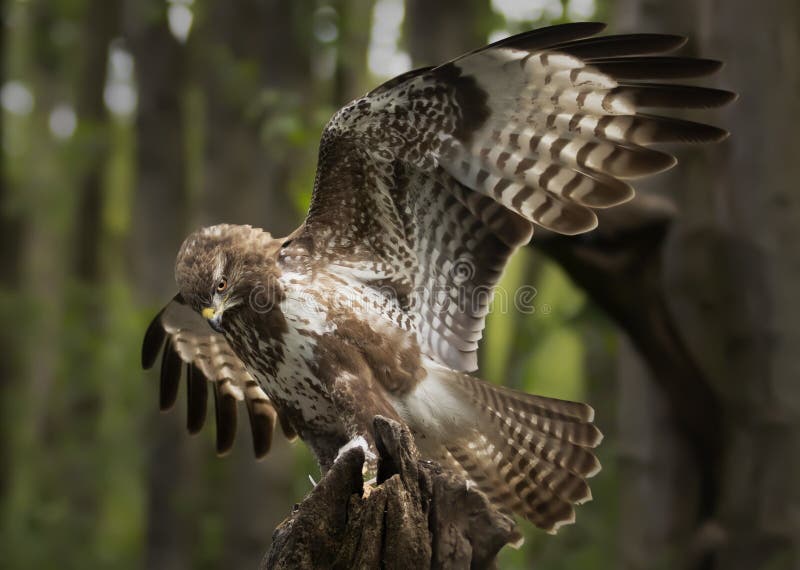 Brown Harrier Hawk on a Tree Log in the Forest Looking Down Getting ...