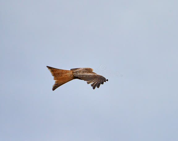 Brown Hawk Bird Flying in the Blue Sky Stock Image - Image of wild ...