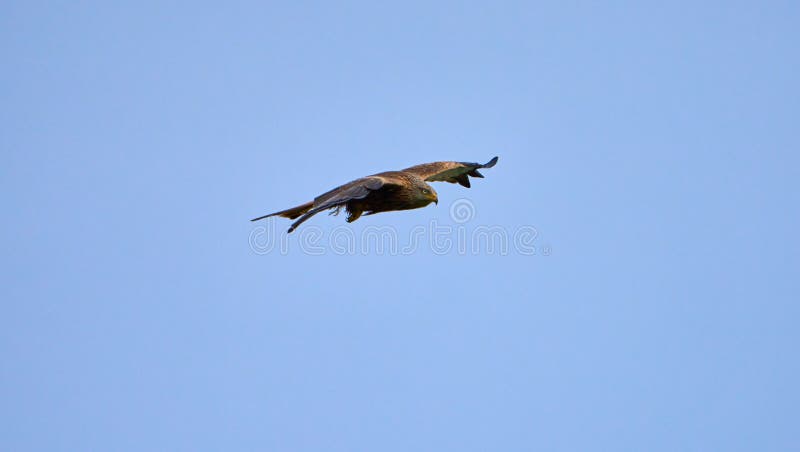 Brown Hawk Bird Flying in the Blue Sky Stock Image - Image of brown ...