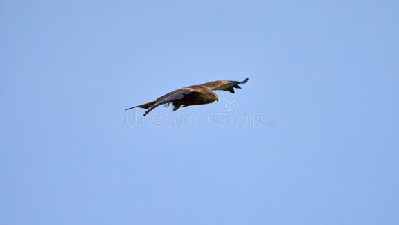 Brown Hawk Bird Flying in the Blue Sky Stock Image - Image of brown ...