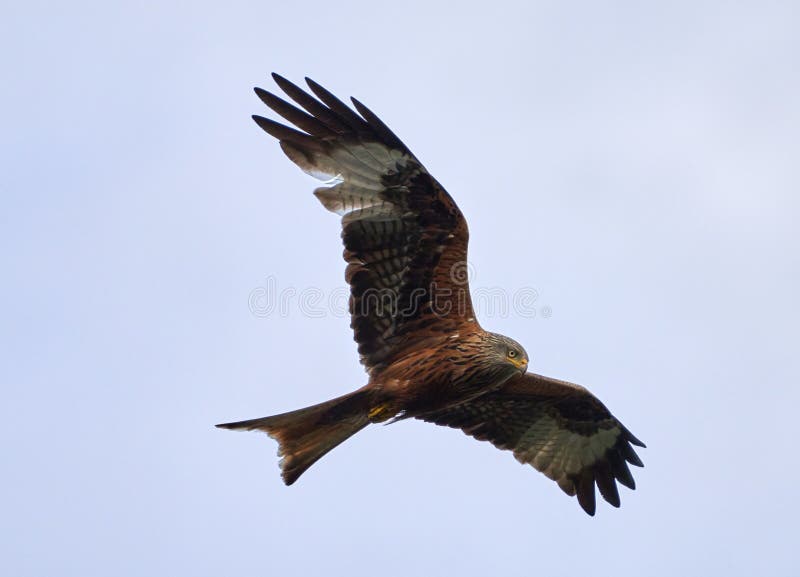 Brown Hawk Bird Flying in the Blue Sky Stock Photo - Image of outdoors ...