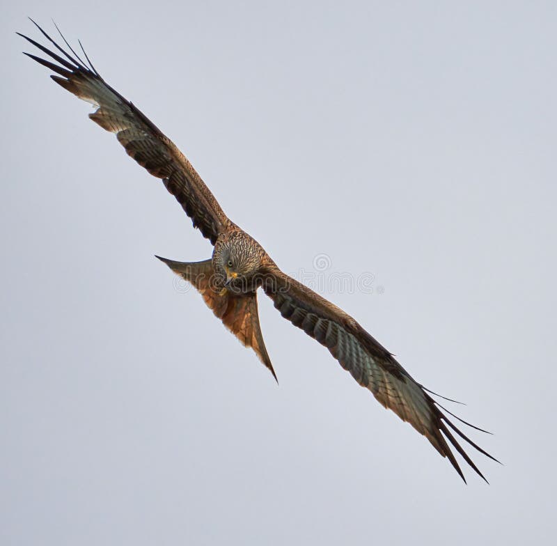 Brown Hawk Bird Flying in the Blue Sky Stock Image - Image of animals ...