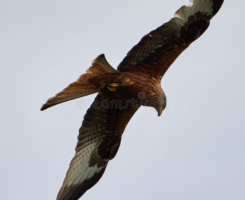 Brown Hawk Bird Flying in the Blue Sky Stock Image - Image of speed ...