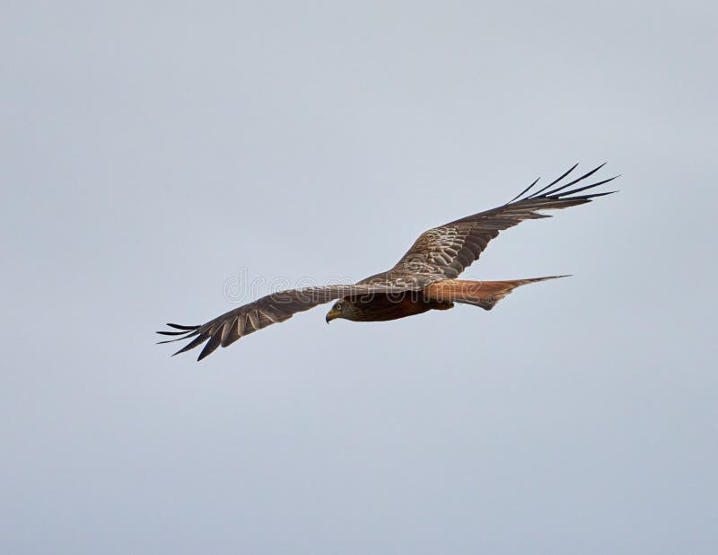 Brown Hawk Bird Flying in the Blue Sky Stock Photo - Image of brown ...