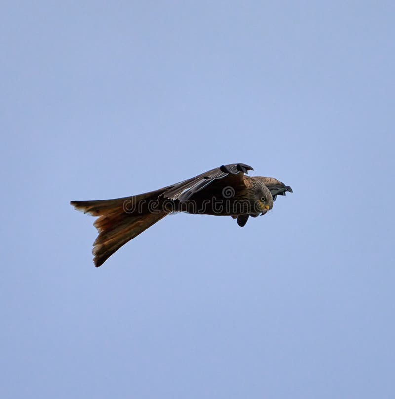 Brown Hawk Bird Flying in the Blue Sky Stock Image - Image of flight ...