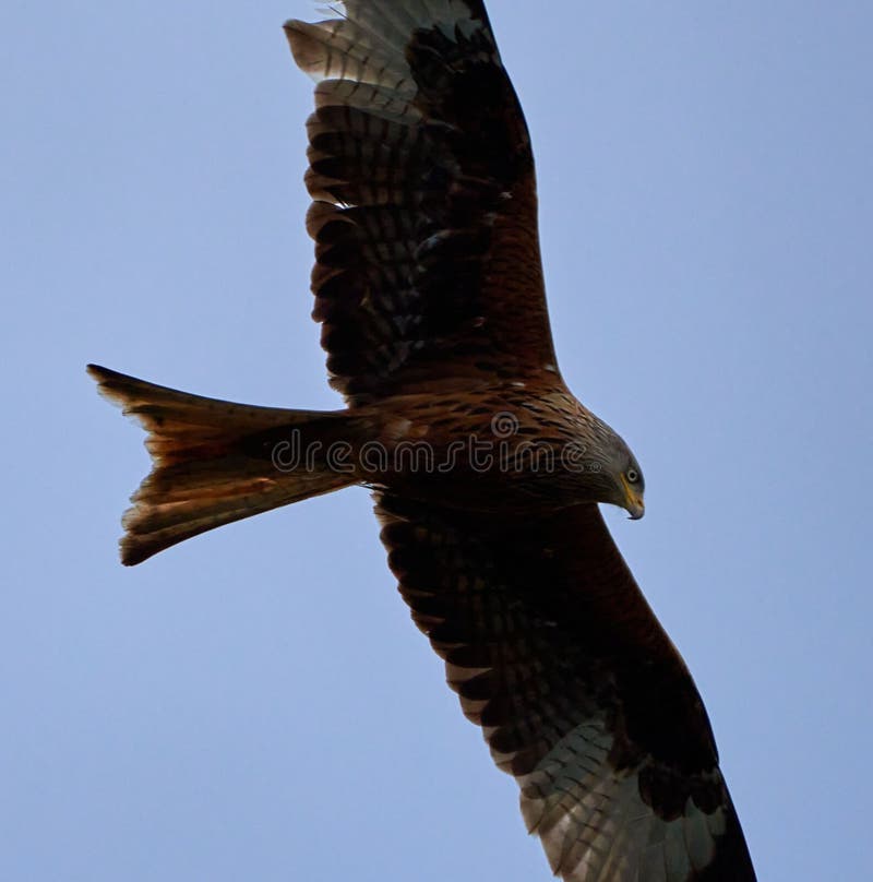 Brown Hawk Bird Flying in the Blue Sky Stock Photo - Image of blue ...