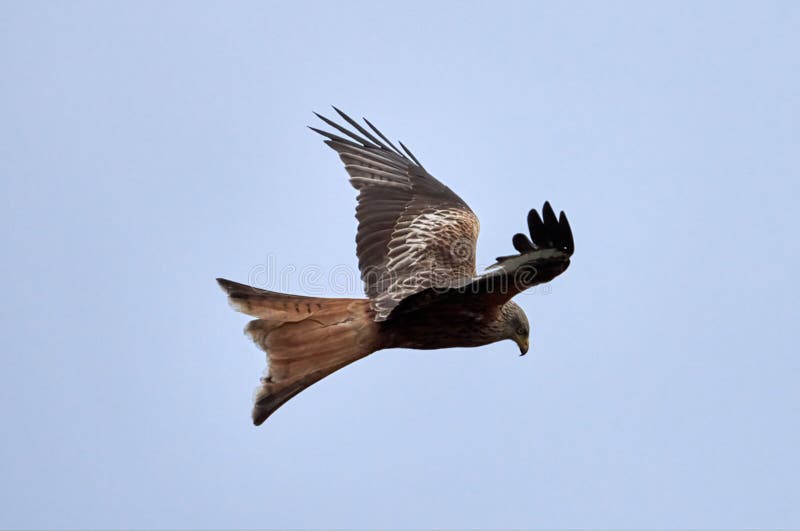 Brown Hawk Bird Flying in the Blue Sky Stock Photo - Image of wild ...