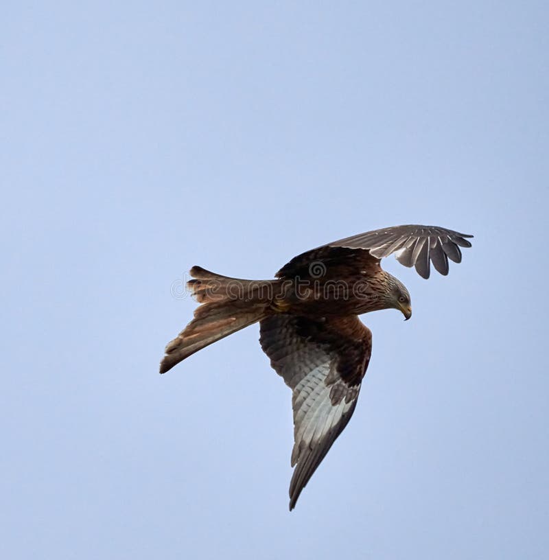 Brown Hawk Bird Flying in the Blue Sky Stock Photo - Image of abstract ...