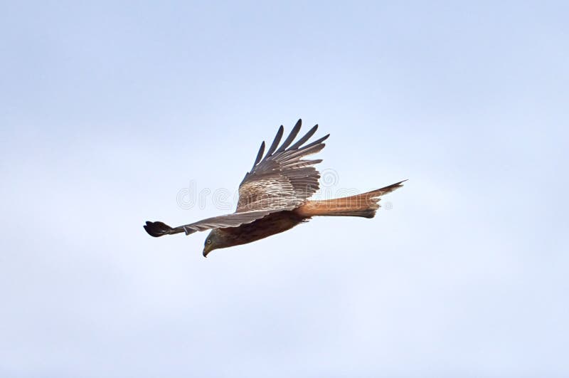 Brown Hawk Bird Flying in the Blue Sky Stock Photo - Image of isolated ...