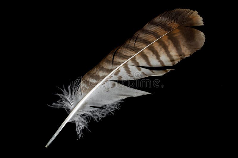 Brown Hawk Feather on Black Isolated Background Stock Photo - Image of ...