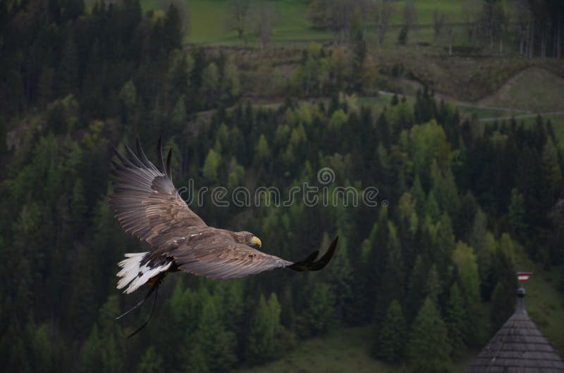 Brown Hawk Flying Above Green Trees Artwork Picture. Image: 82989632