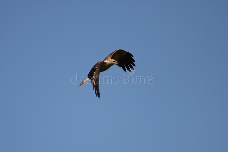 Brown hawk stock photo. Image of kite, beak, falcon - 101795054
