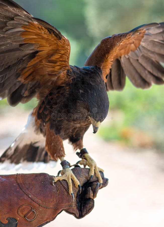 Brown hawk. stock photo. Image of animal, leather, falconry - 87158994