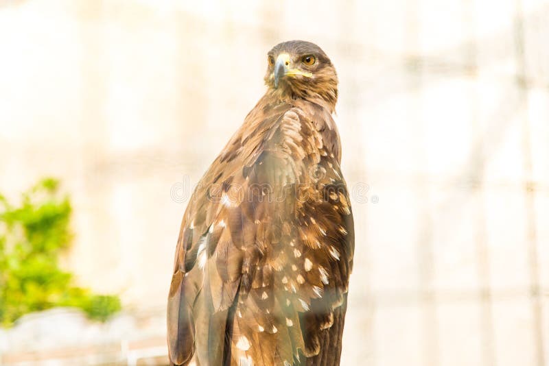 Brown Hawk in Inside the Cage in the Zoo Stock Image - Image of ...