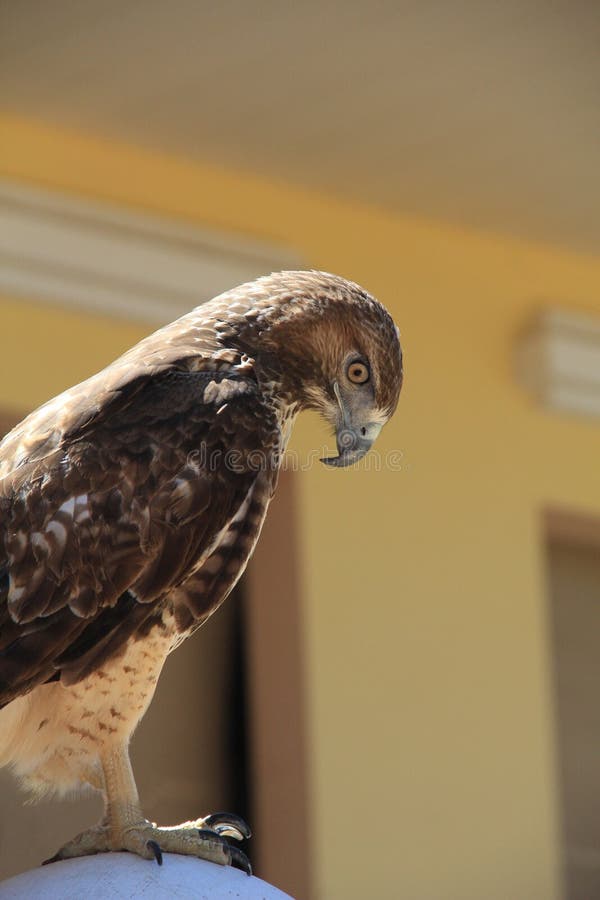 Brown hawk white head stock image. Image of carnivore - 32707291