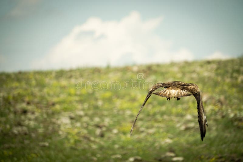 Brown hawk in the nature stock photo. Image of green - 248307248