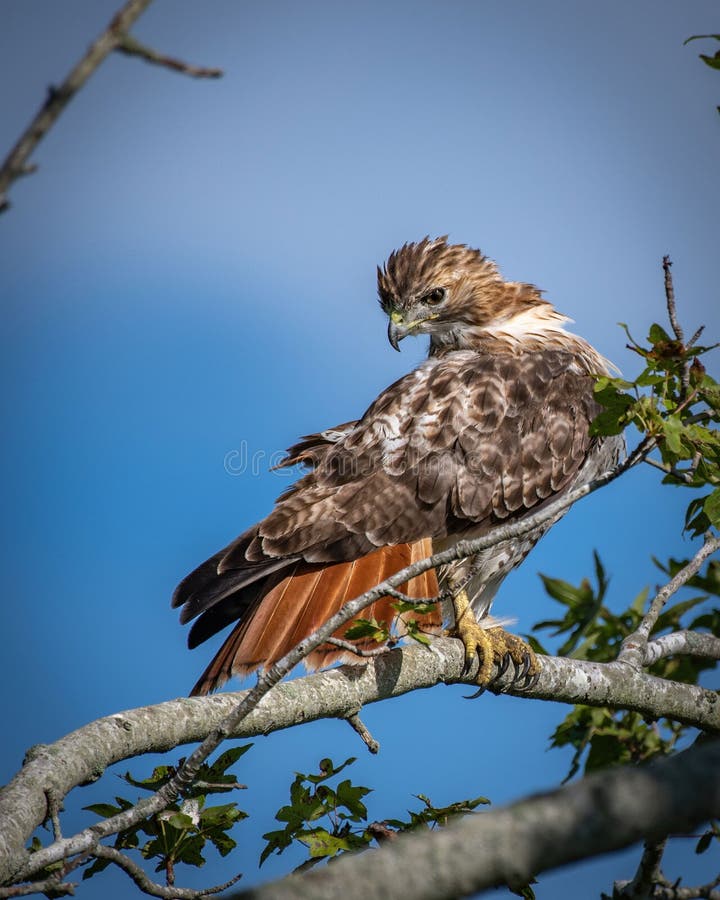 Brown Hawk Perching on Tree Branch Stock Image - Image of looking, beak ...