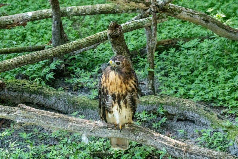 Brown hawk stock photo. Image of avian, nature, wings - 128025398
