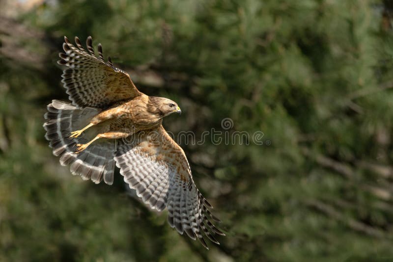 Brown Hawk Spreading Its Wings Stock Photo - Image of hawk, prey: 255329548