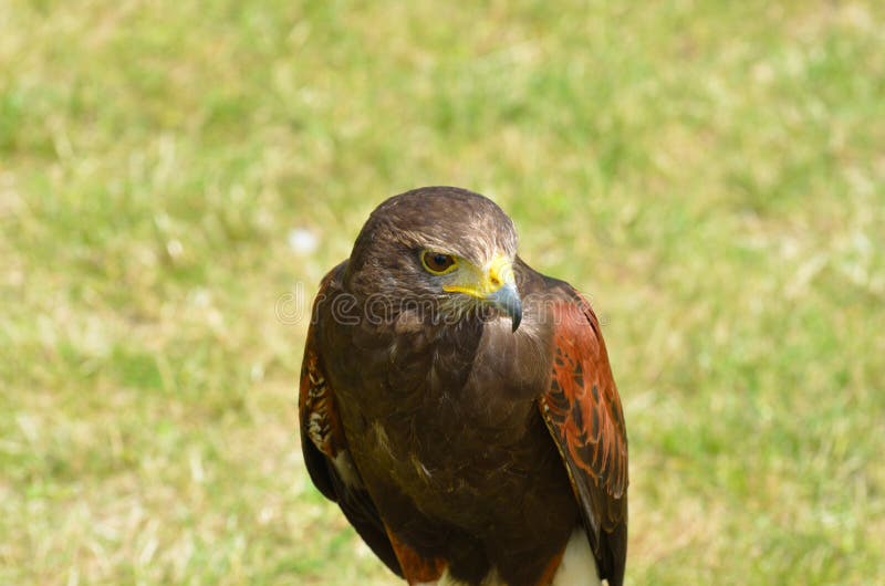 Hawk Standing on Wood with Head Turned Left Stock Photo - Image of bird ...