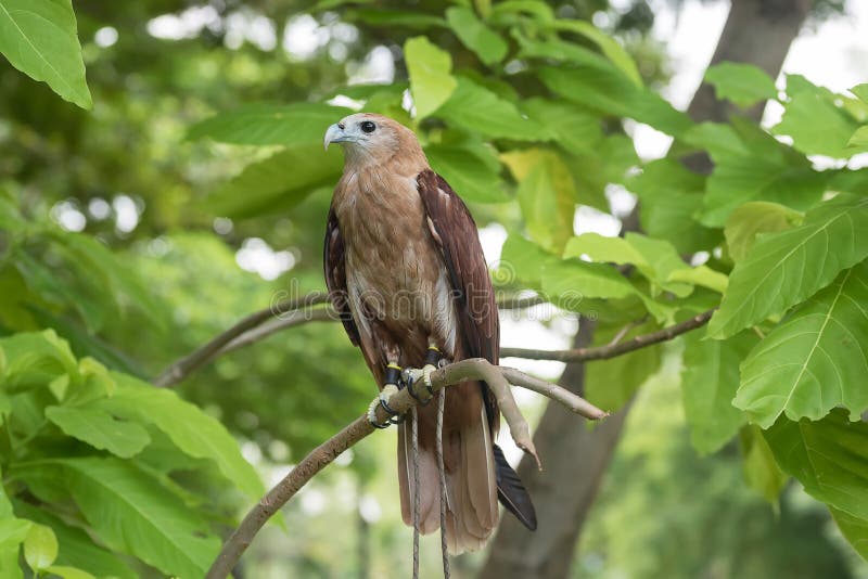 A Brown Hawk Standing on Tree Stock Photo - Image of tree, bird: 77915764