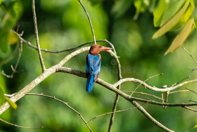 Brown Head Blue Bird on a Tree Branch Stock Image - Image of blue ...