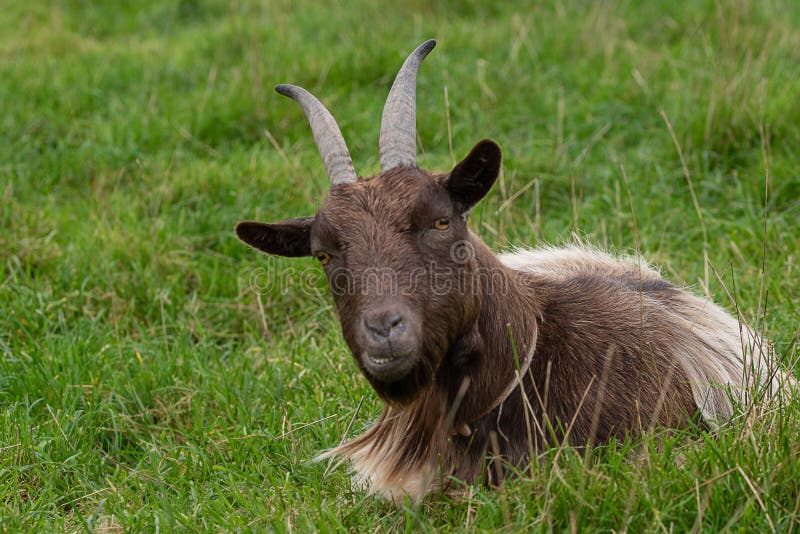 Brown Head Goat Laying Down in the Grass. Stock Image - Image of hair ...
