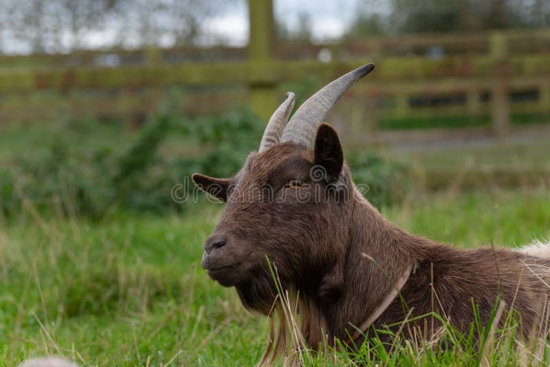 Brown Head Goat Laying Down in the Grass. Stock Photo - Image of head ...
